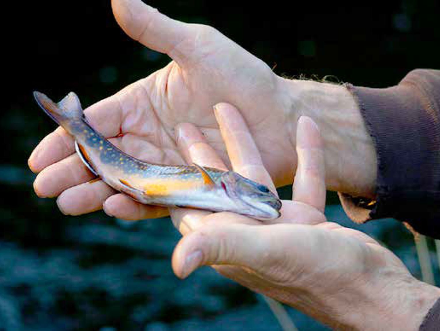 Catchin’ Fish and Other Mishaps