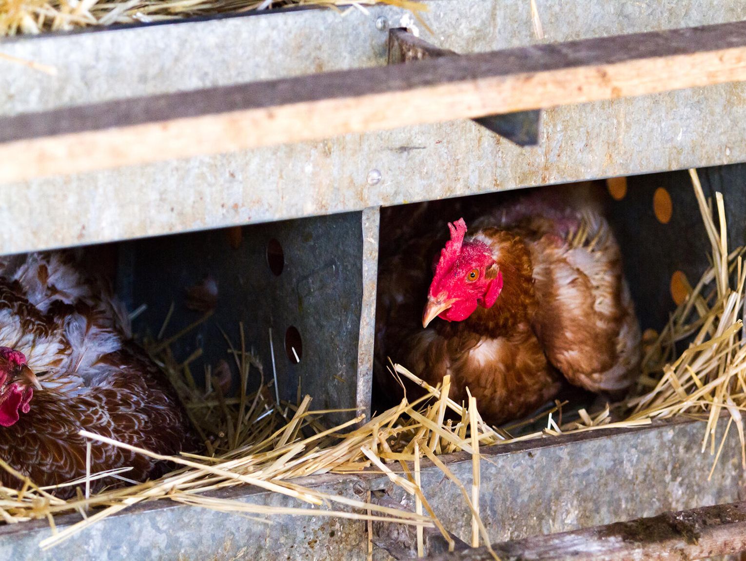 Council finally hatches chicken ordinance