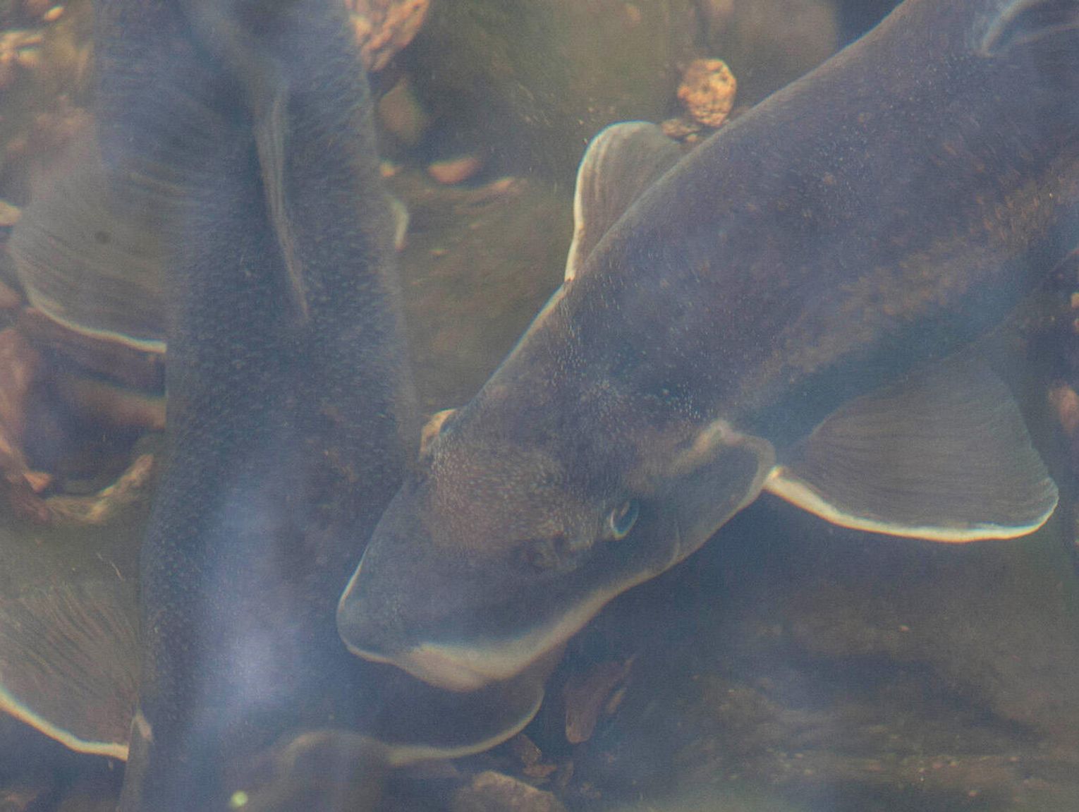 DNR adds new angling limits for several species