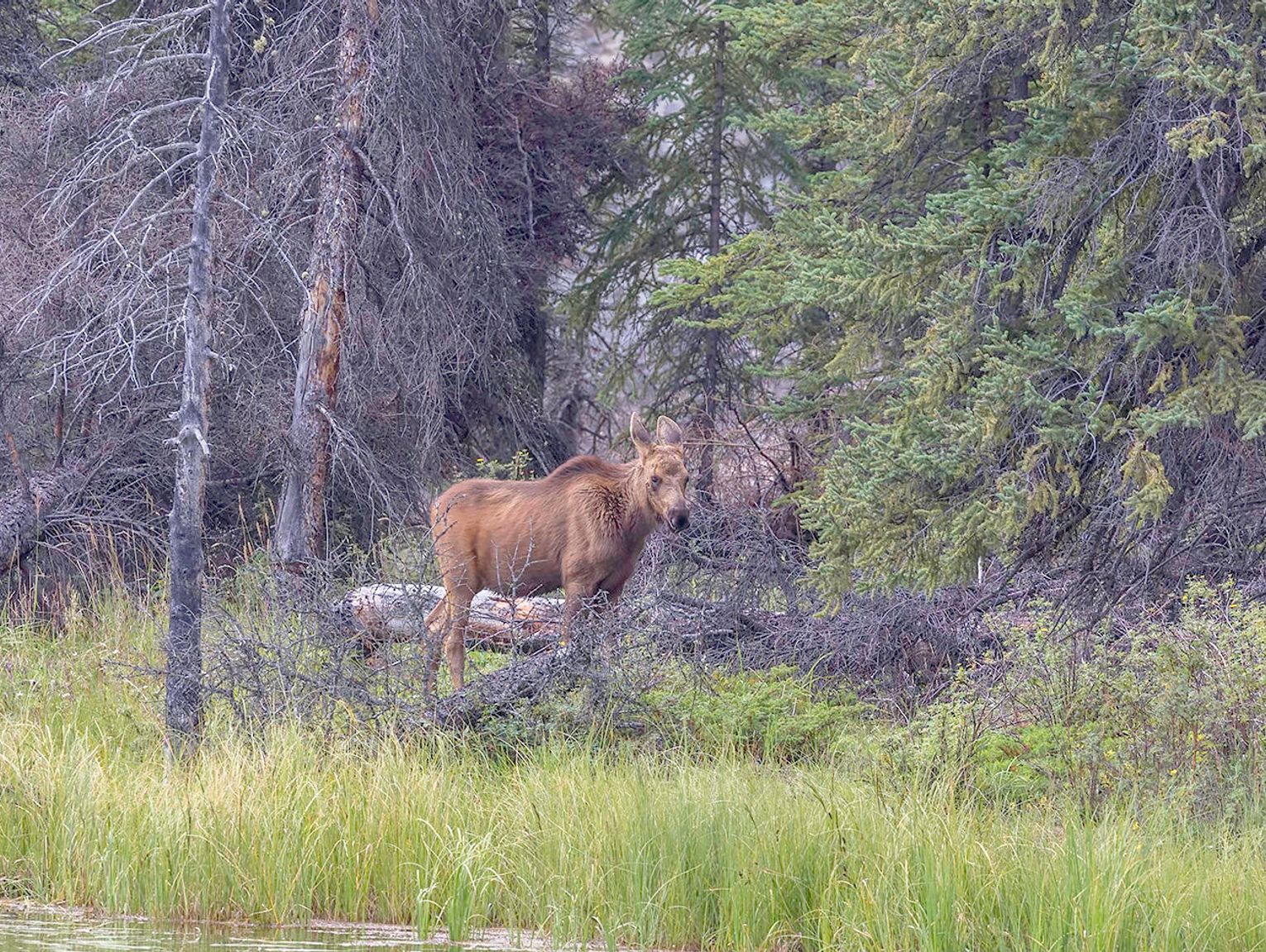 DNR: Moose population relatively stable