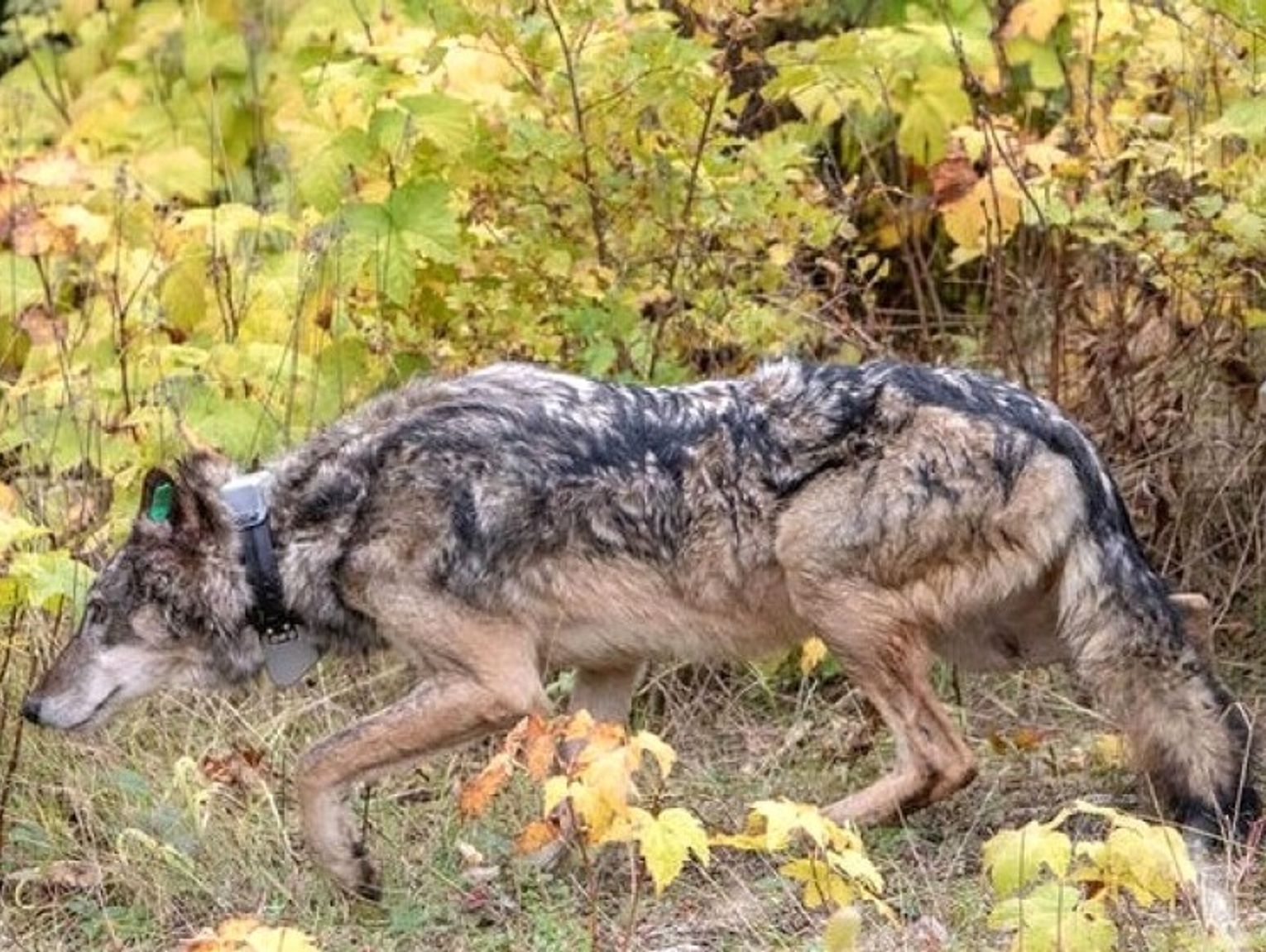 Isle Royale kills ‘problem’ wolf in National Park