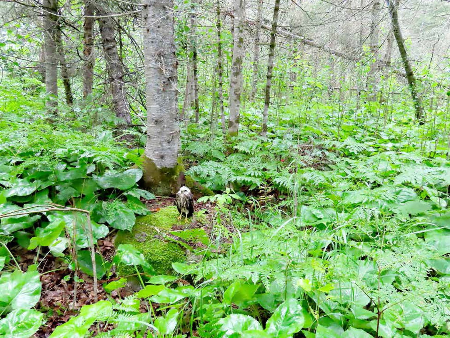 Life in the Forest