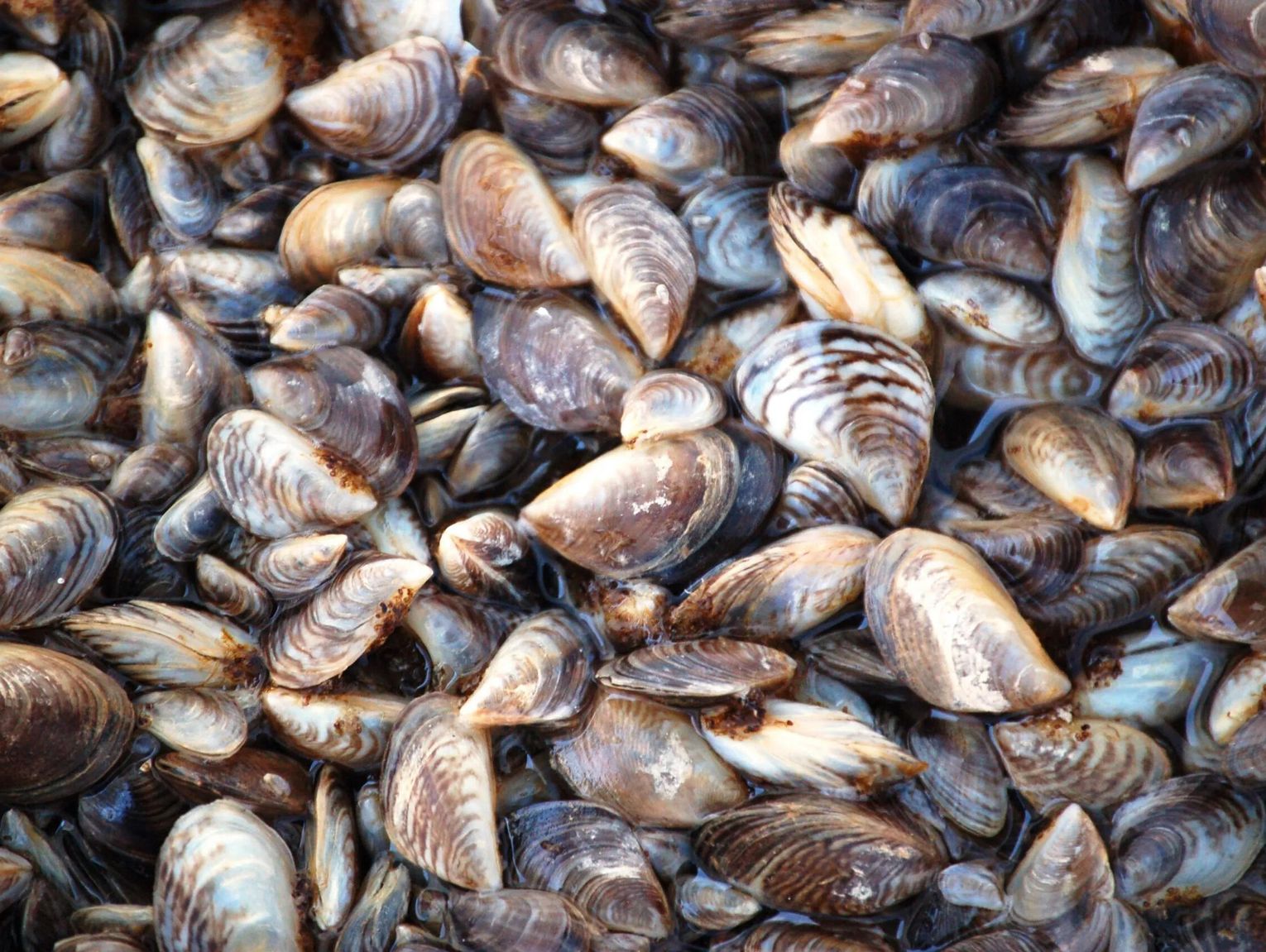 Minnesota DNR: Low densities of zebra mussel larvae found in Vermilion ...
