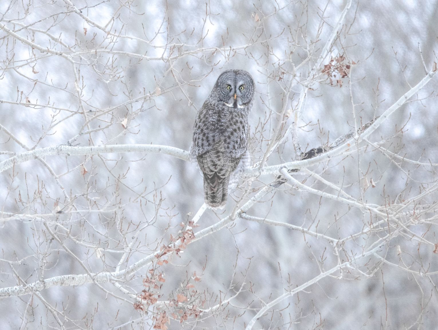 Sax-Zim Bog welcome center re-opens on December 1