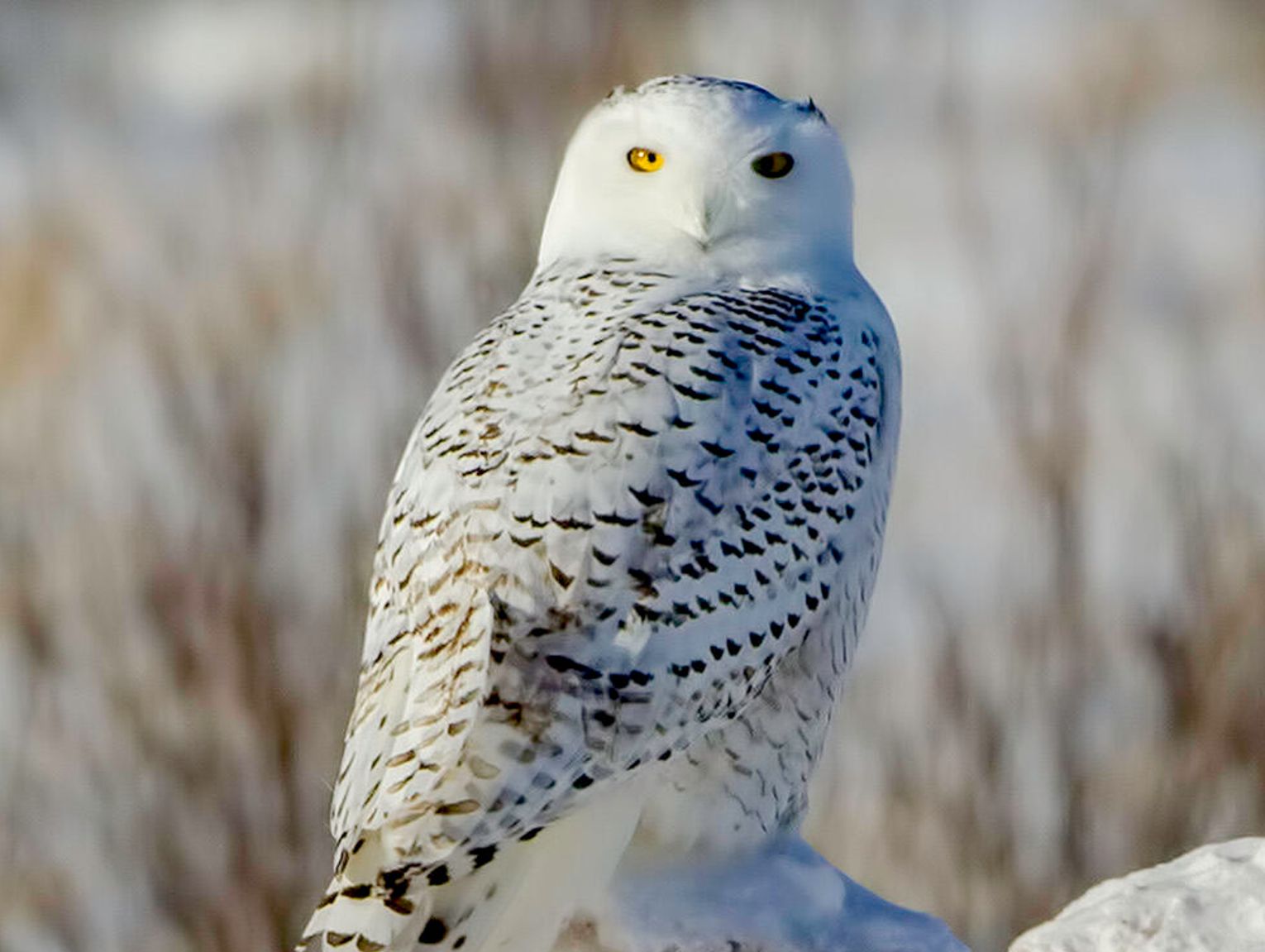 This week’s Minnesota DNR Conservation Officer reports