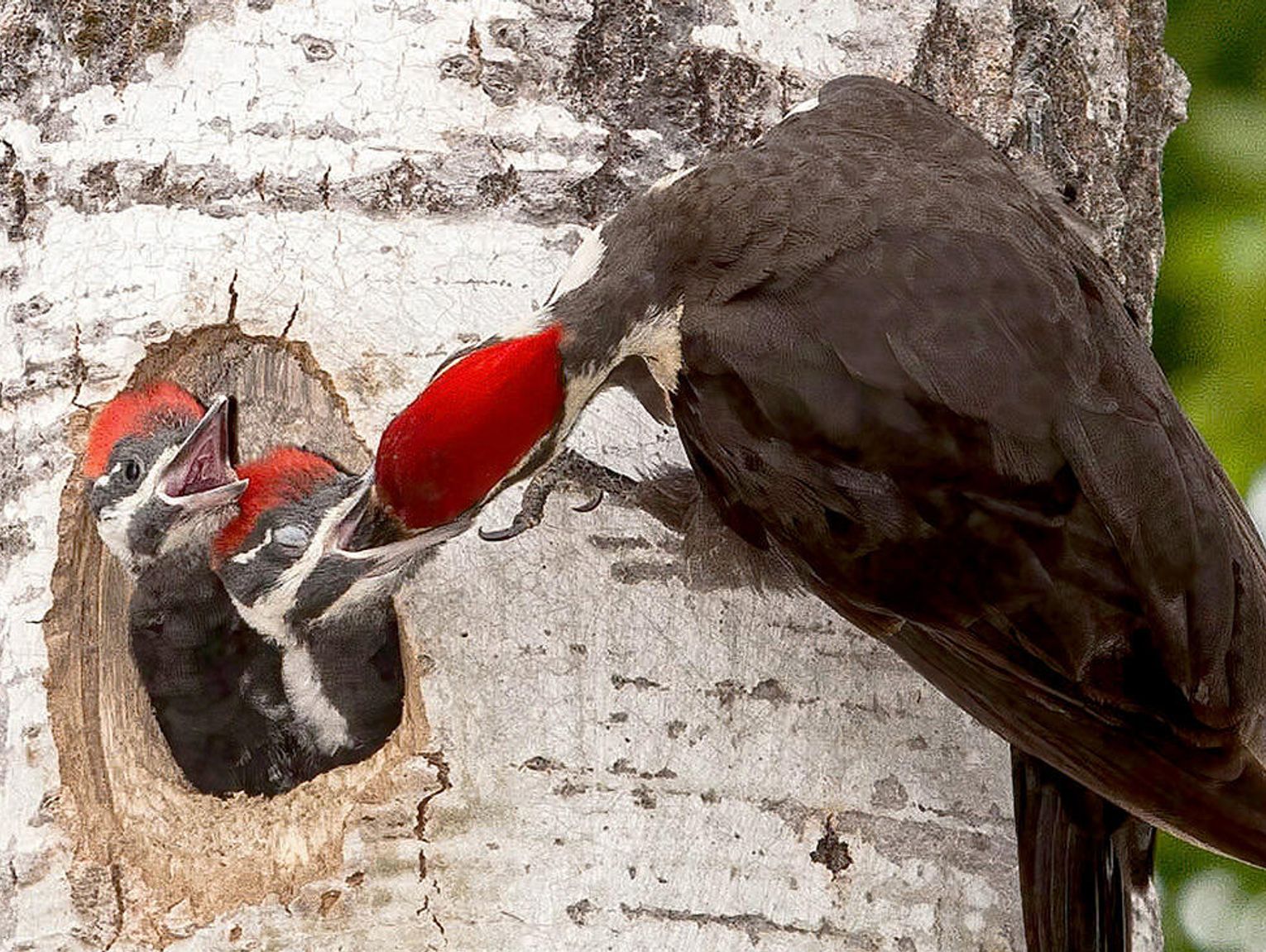 This week’s Minnesota DNR Conservation Officer reports