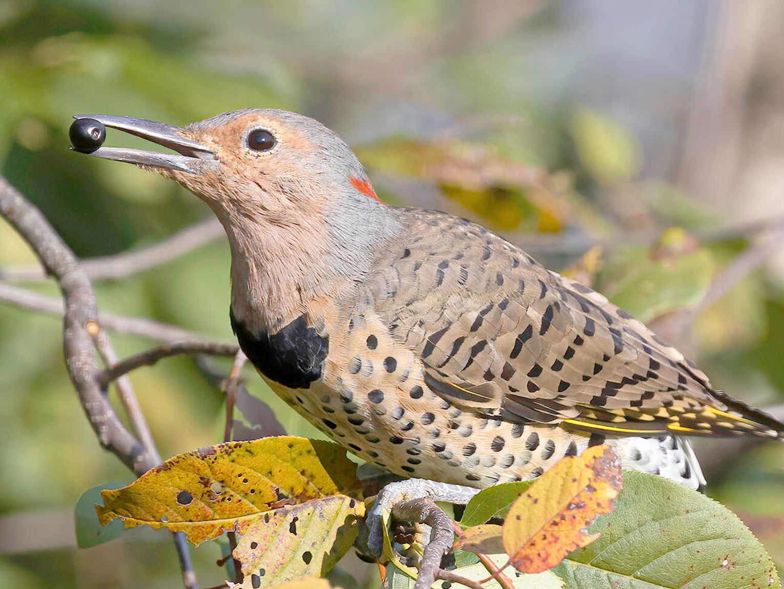 This week’s Minnesota DNR Conservation Officer reports