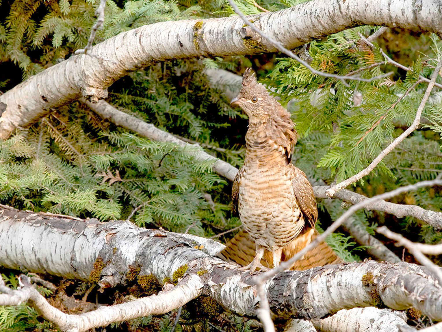 This week’s Minnesota DNR Conservation Officer reports