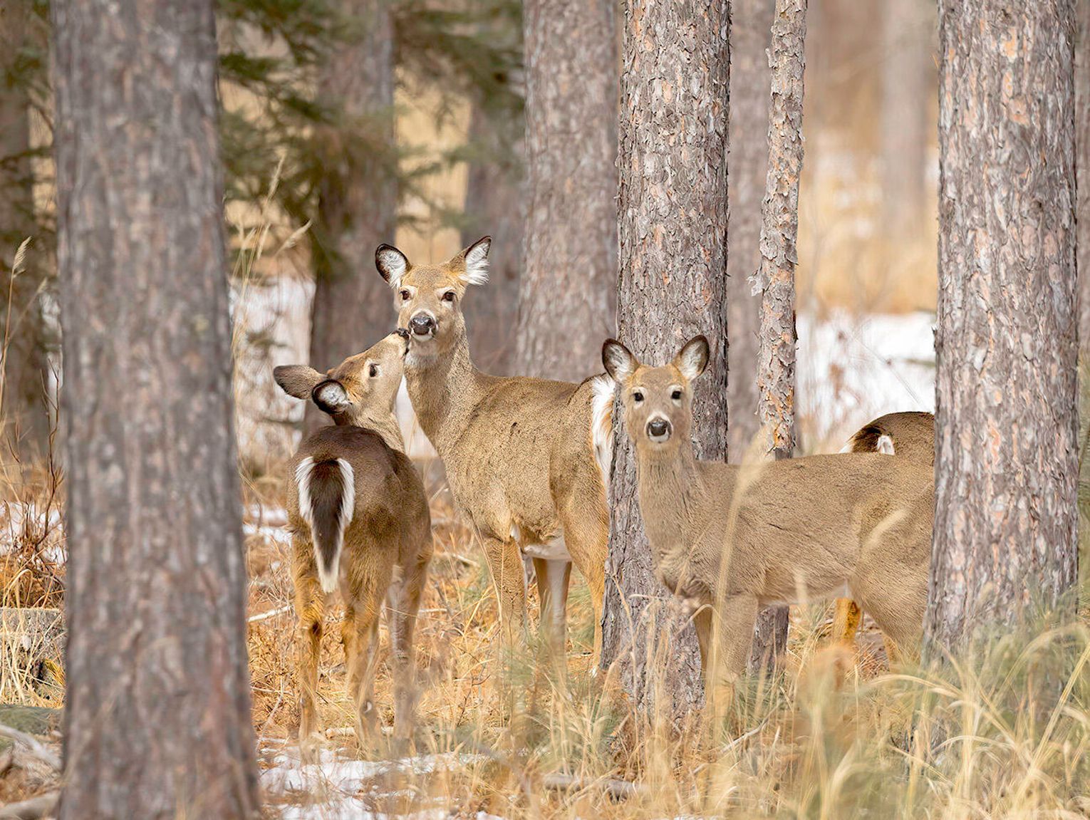 This week’s Minnesota DNR Conservation Officer reports