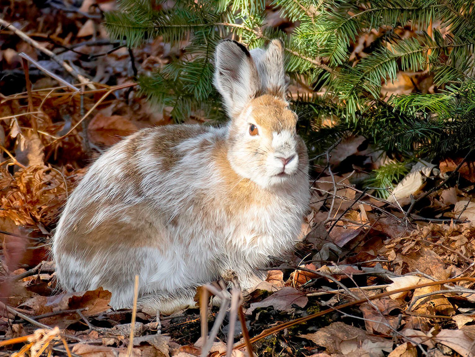 This week’s Minnesota DNR Conservation Officer reports