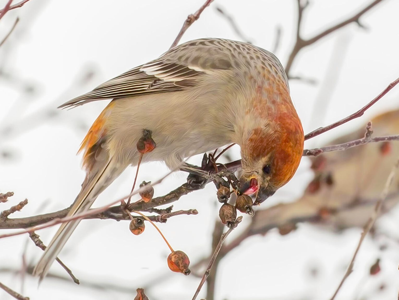 This week’s Minnesota DNR Conservation Officer reports