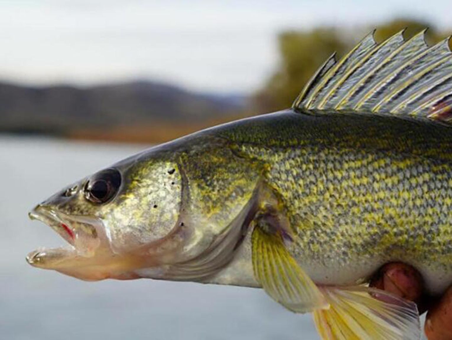 Trout Whisperer - Was never any doubt...