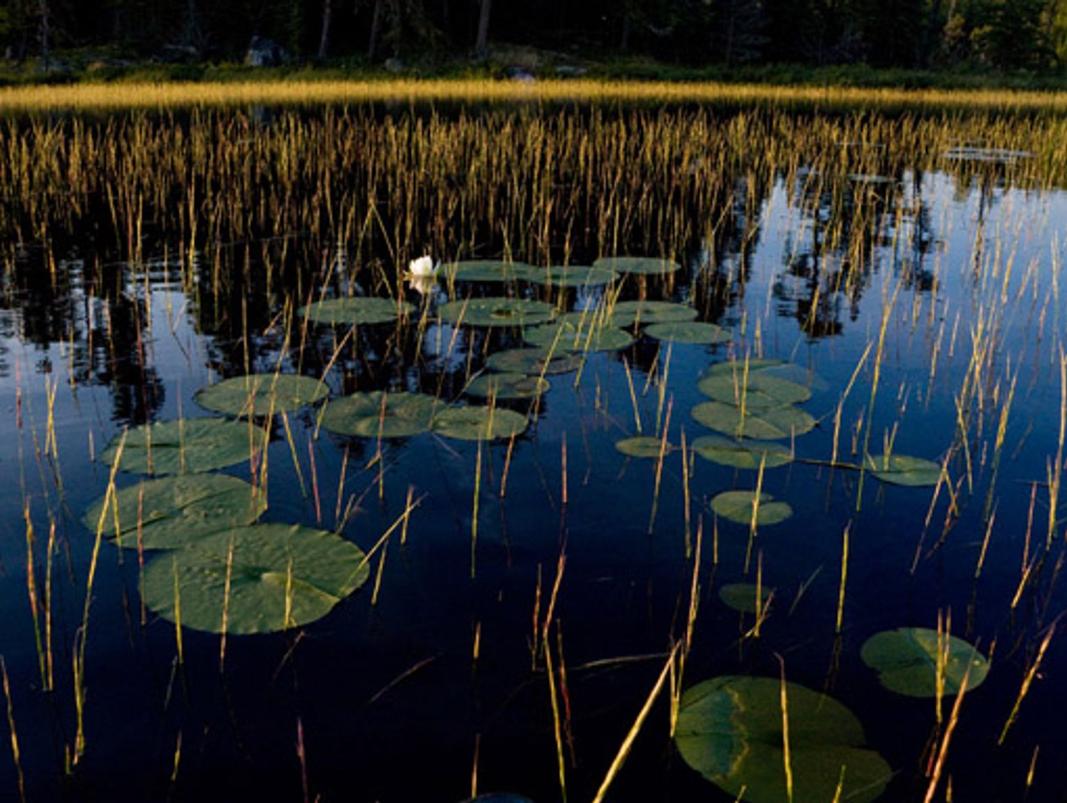 Wild rice season opens soon, but harvesters must ensure rice is ripe ...