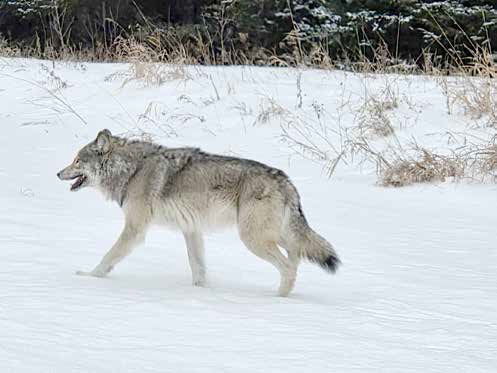 This week’s Minnesota DNR Conservation Officer reports